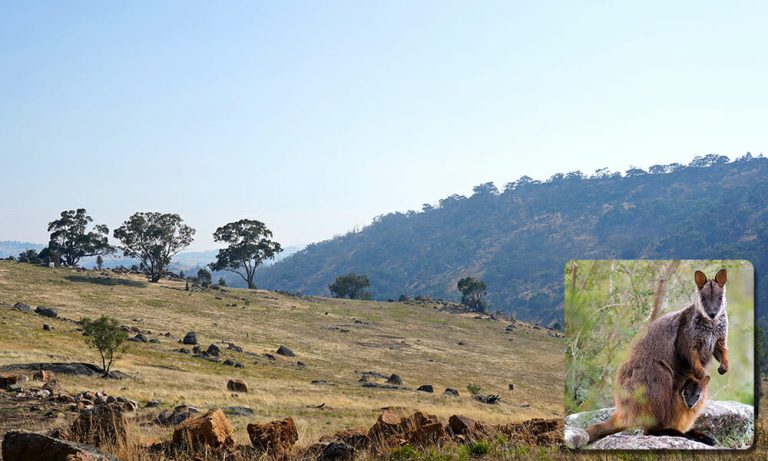Mt Rose – Rock Wallaby Habitat Regeneration – Reforest